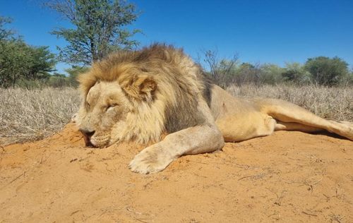 Freestate - Black Buff Safaris