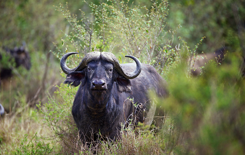 Buffalo Hunting - Black Buff Safaris