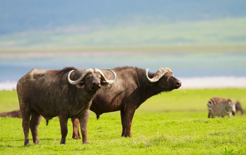 Buffalo Hunting - Black Buff Safaris